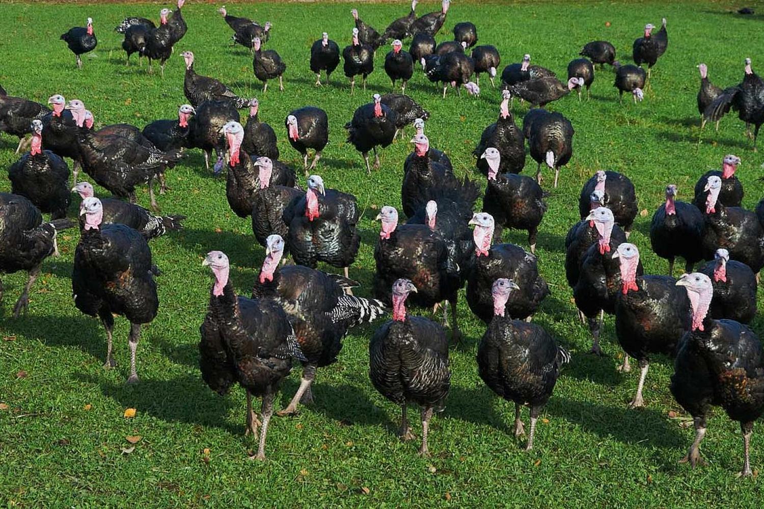 Gourmet-Truthahn | Geflügel Gourmet