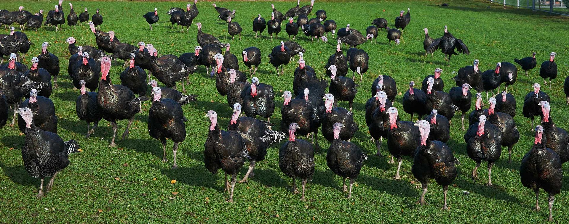 Truthahn Kaufen | Geflügel Gourmet